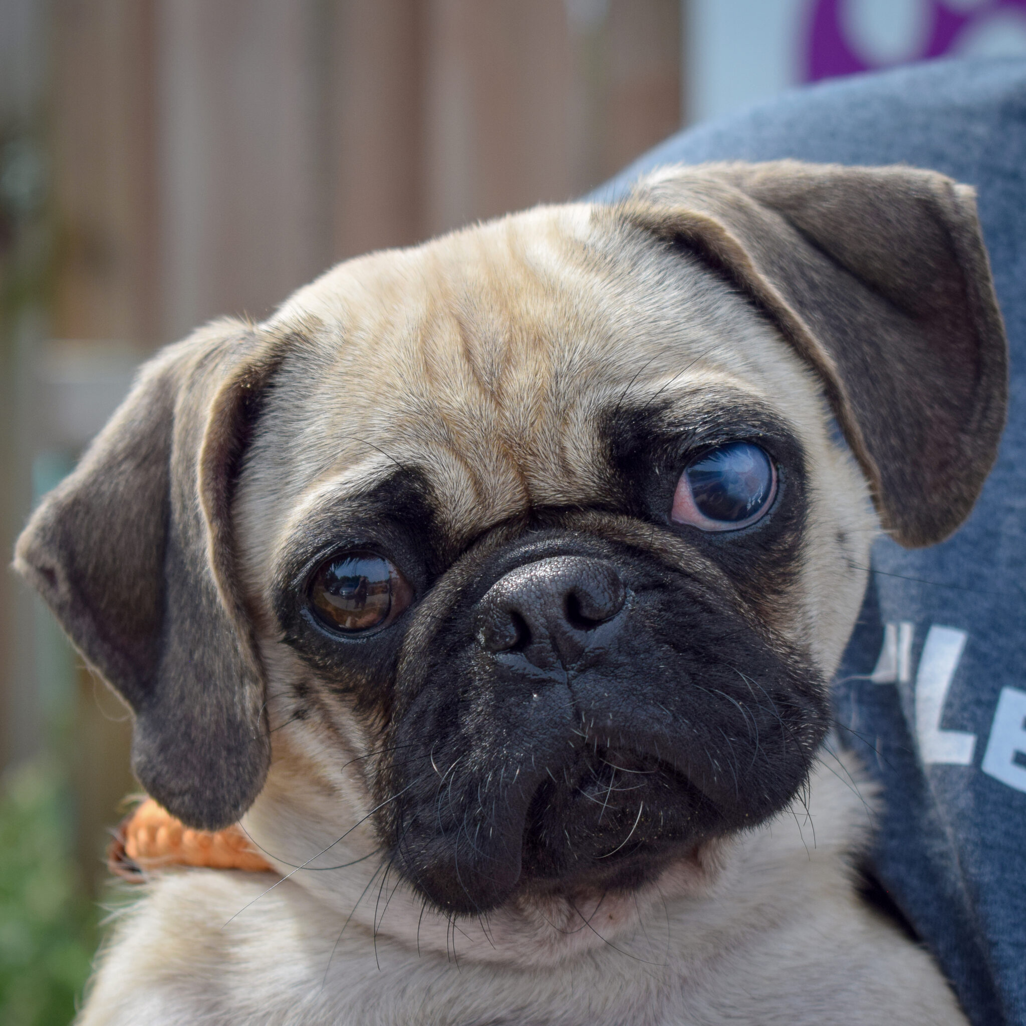 Marsha - Animal House Shelter