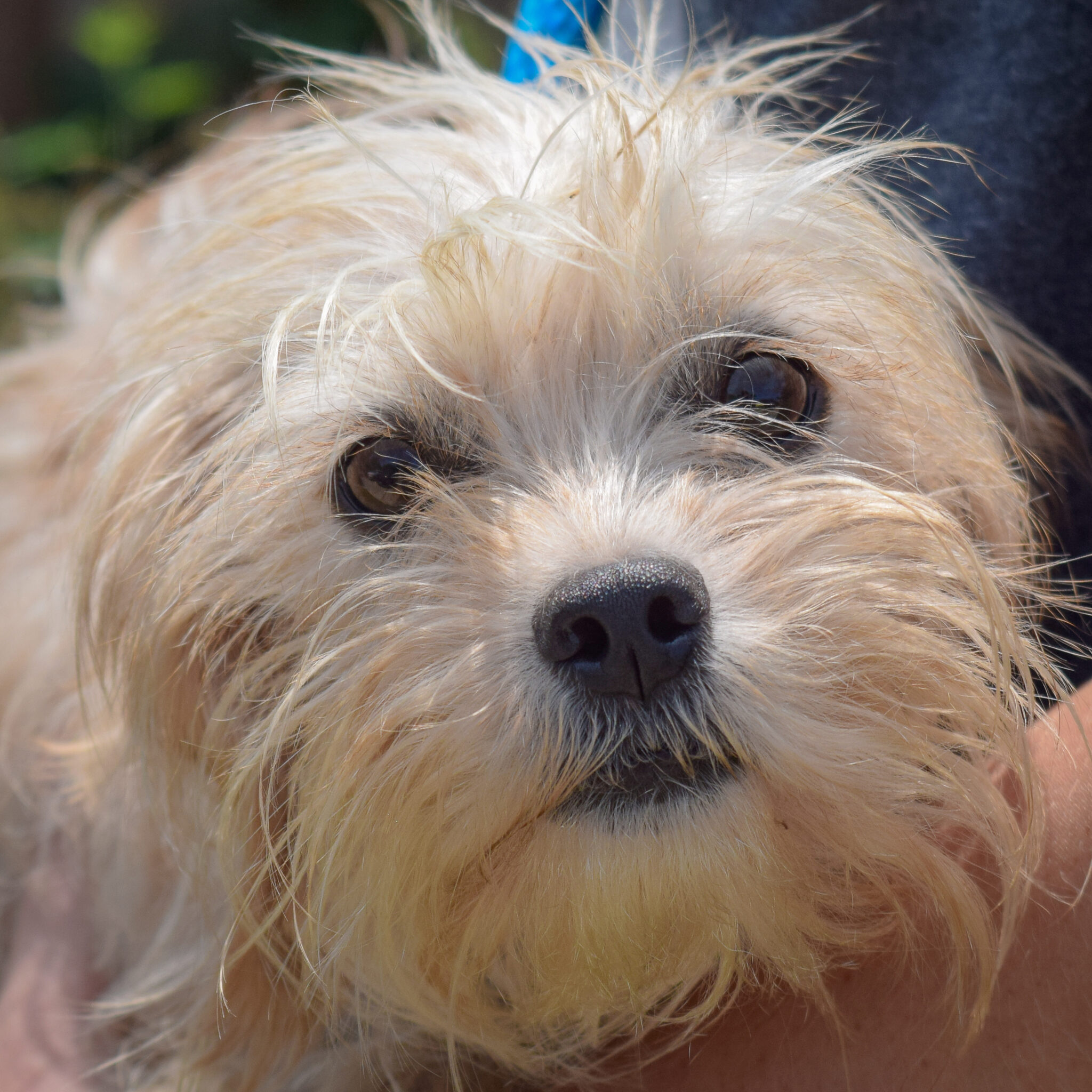 Milly - Animal House Shelter