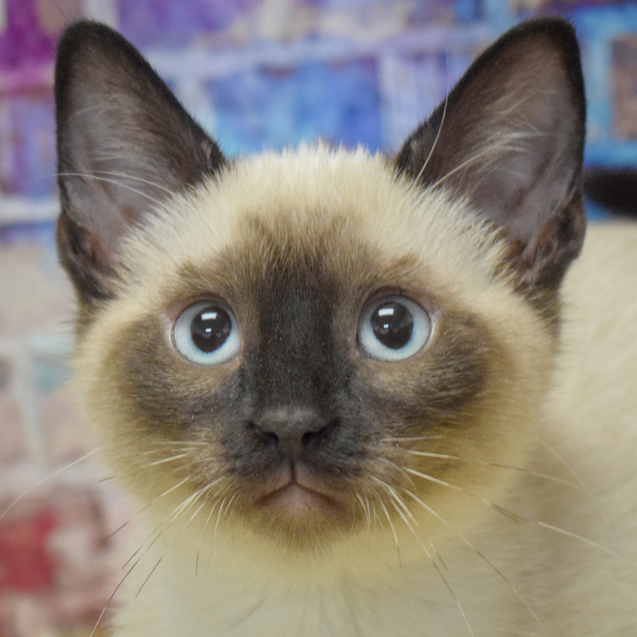 Minka - Animal House Shelter