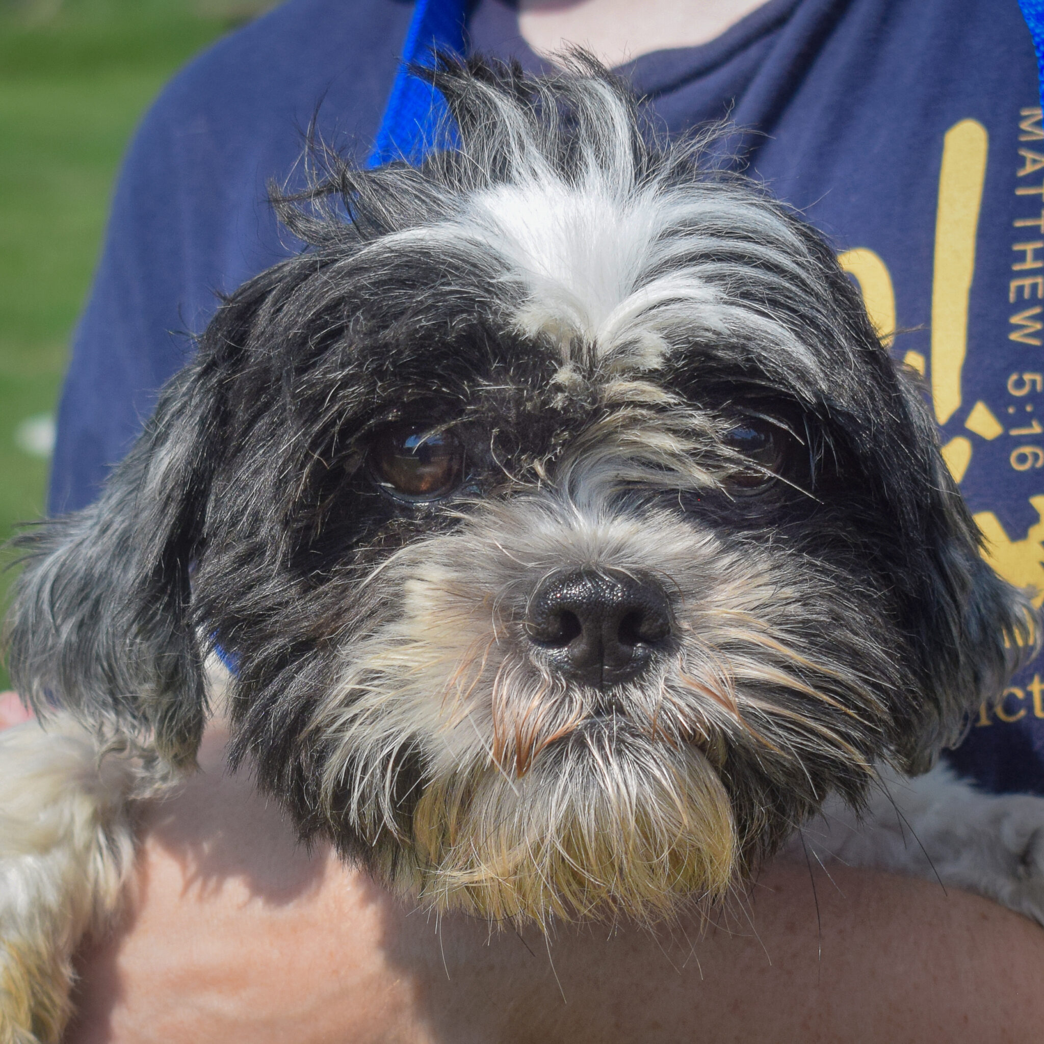 Moki - Animal House Shelter