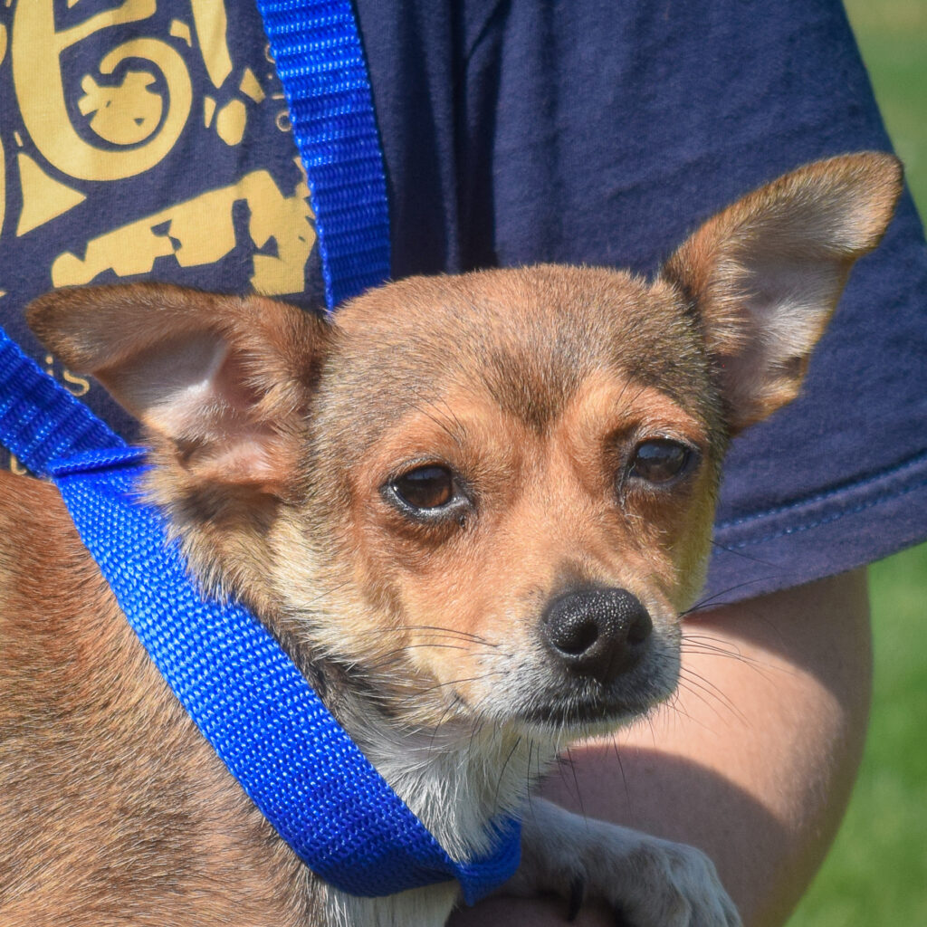 Nyx - Animal House Shelter