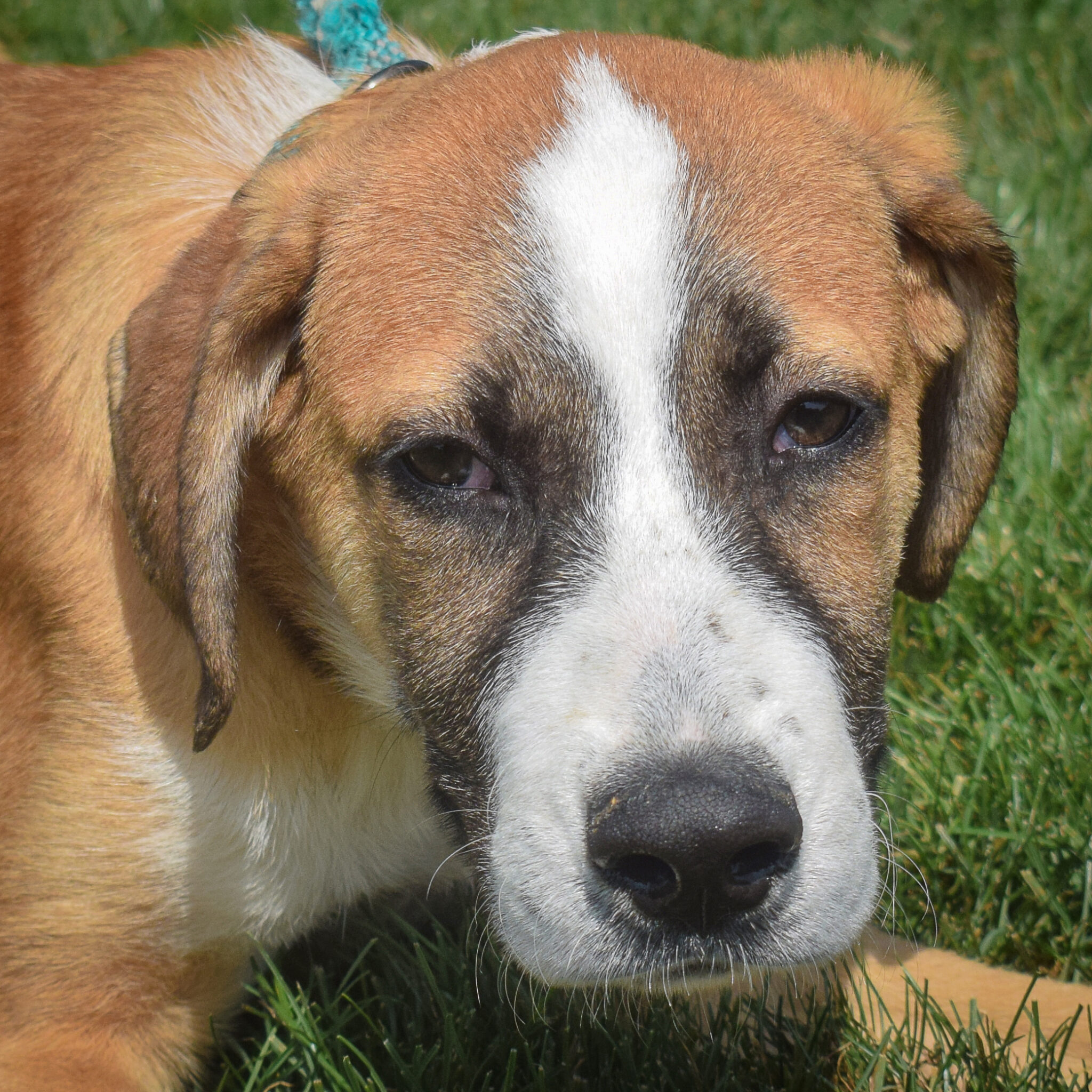 Percy - Animal House Shelter