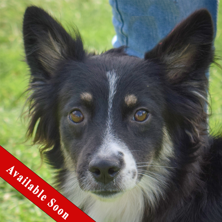 Shelly - Animal House Shelter