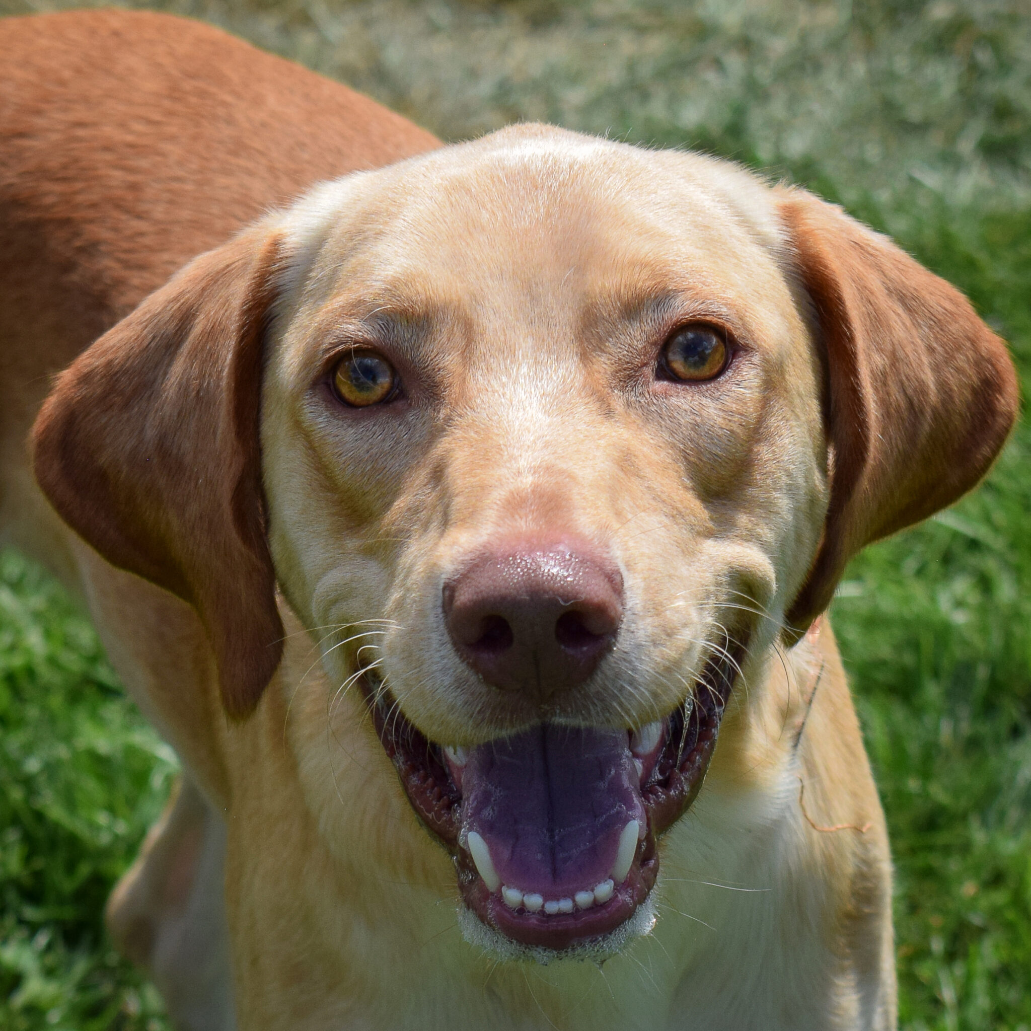 Sinbad - Animal House Shelter