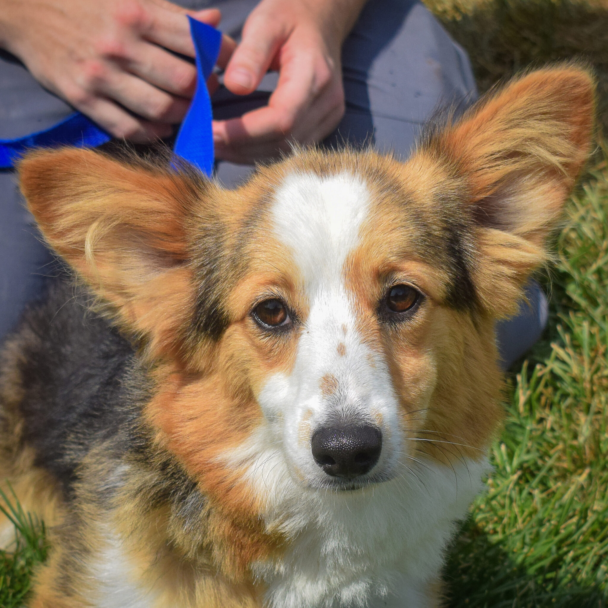 Tori - Animal House Shelter