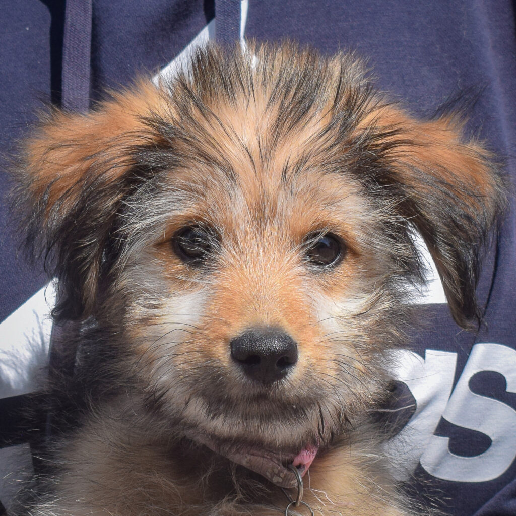 Wonton - Animal House Shelter