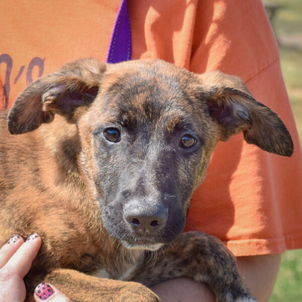 Find a Dog to Adopt or Foster near me | Animal House Shelter