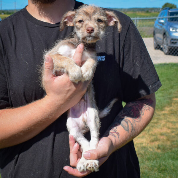 Gerald - Animal House Shelter