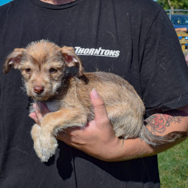 Gerald - Animal House Shelter