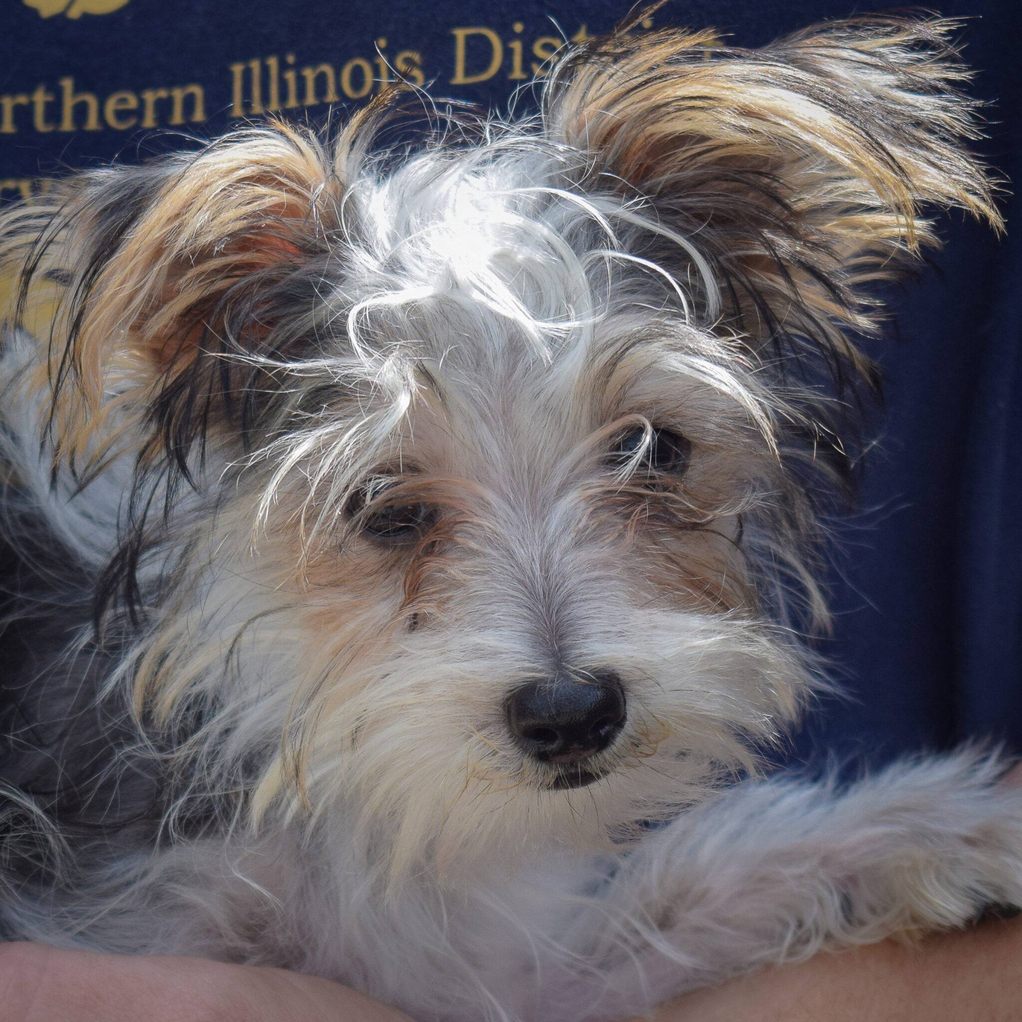 Iver - Animal House Shelter