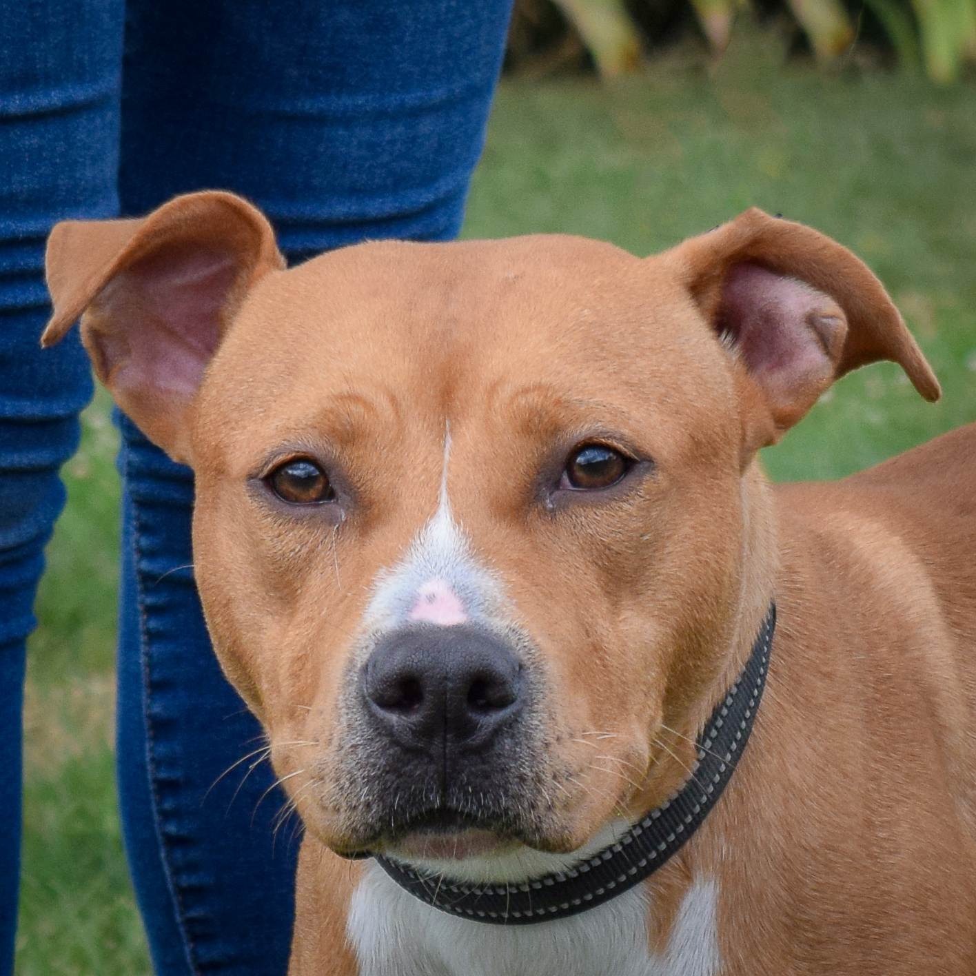 Jessica - Animal House Shelter