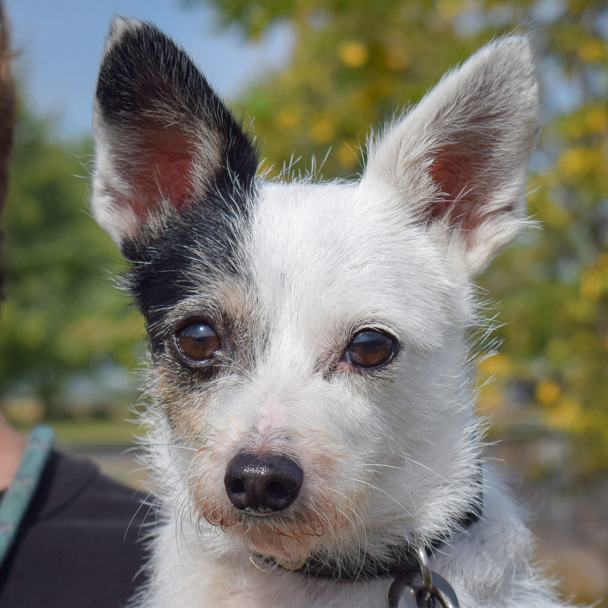 Joey - Animal House Shelter