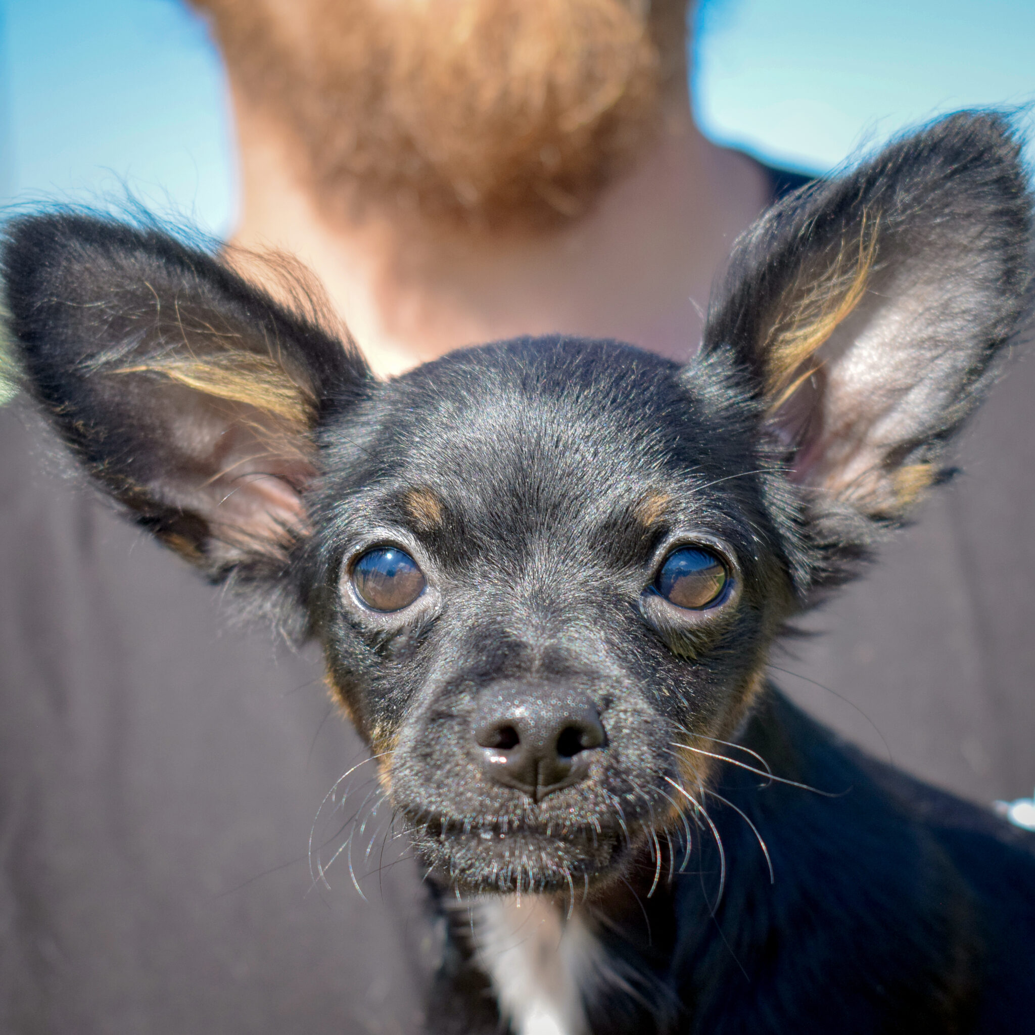 Leia - Animal House Shelter