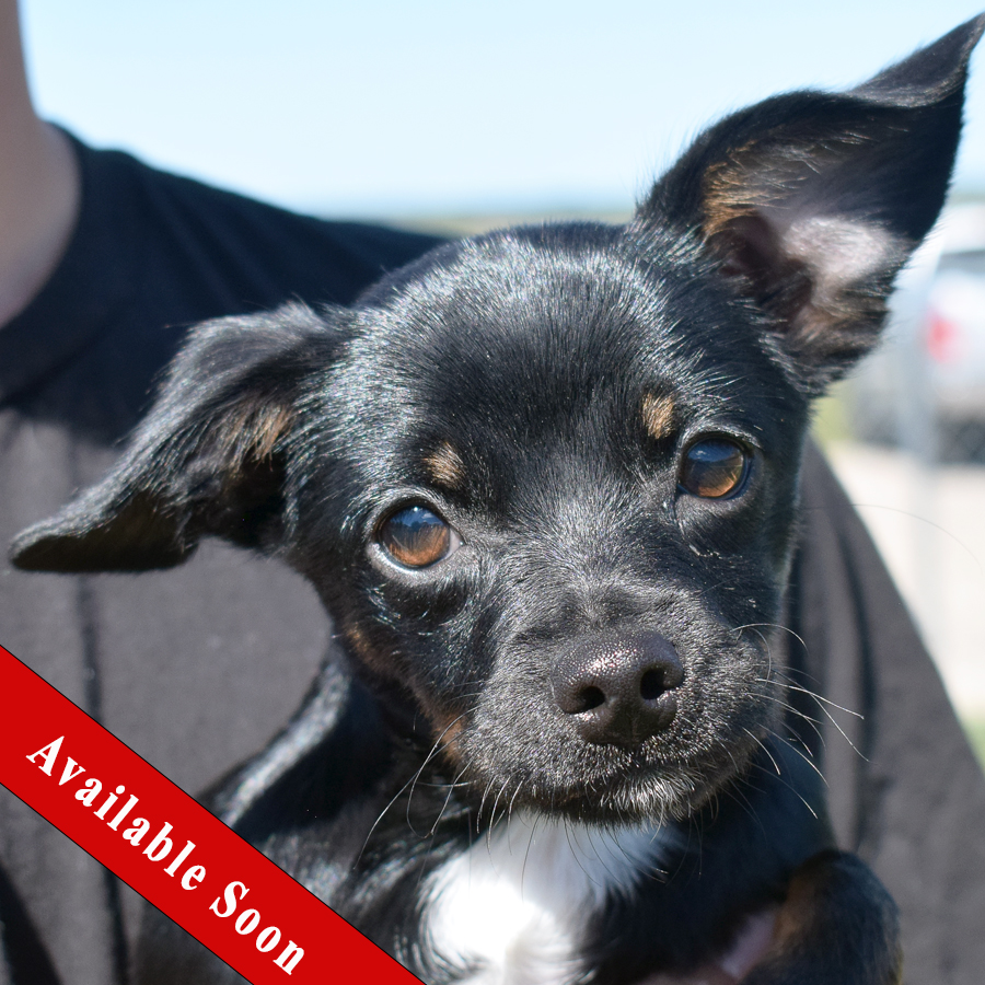 Luke - Animal House Shelter