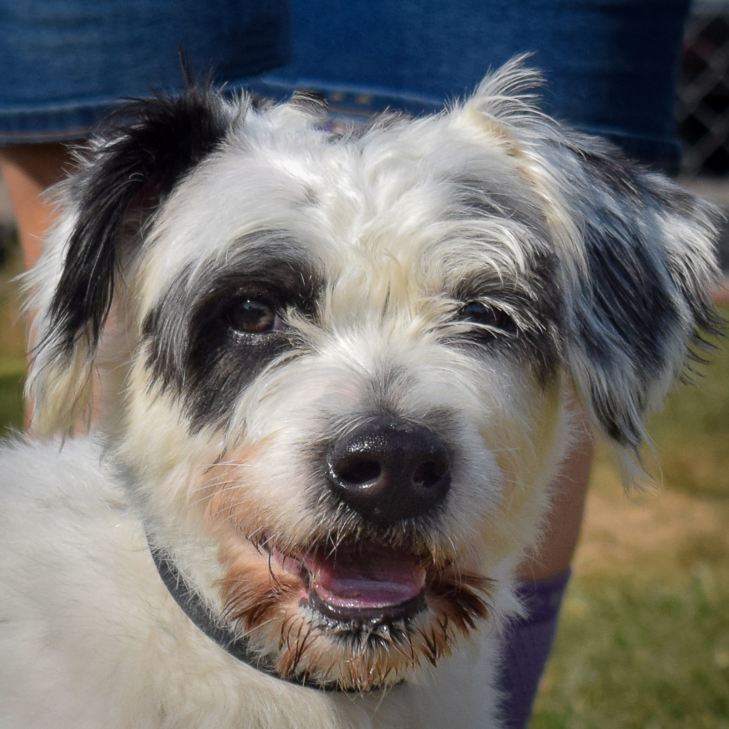 Milo - Animal House Shelter