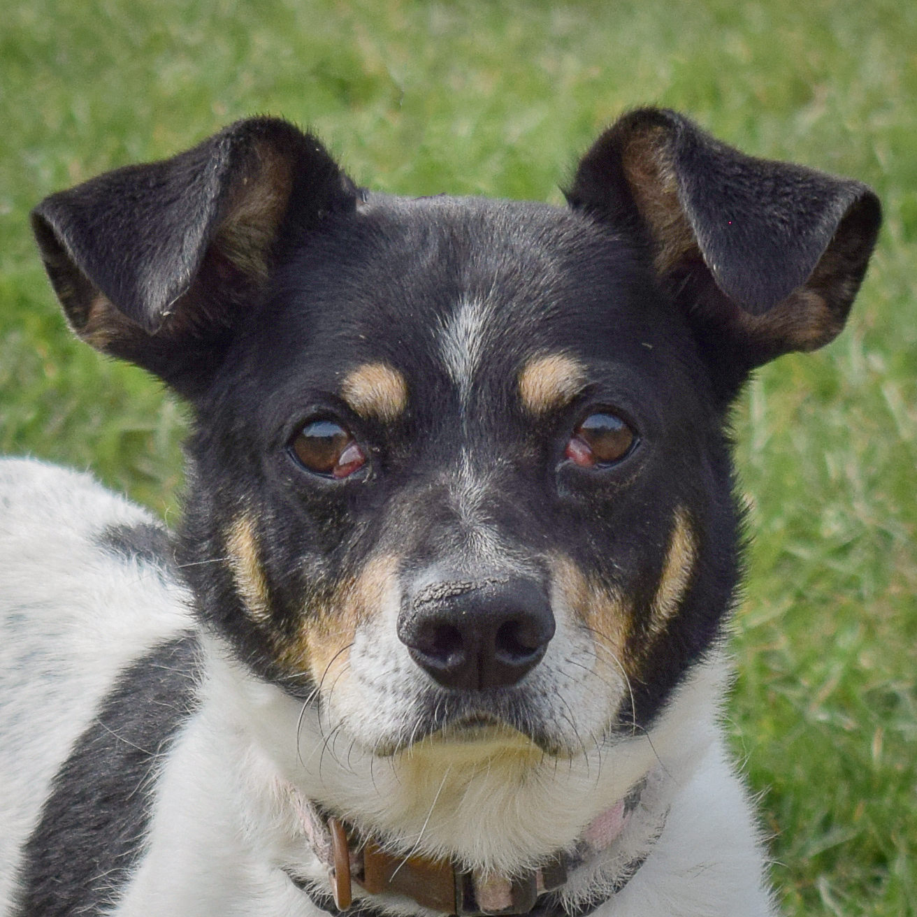 Oreo - Animal House Shelter