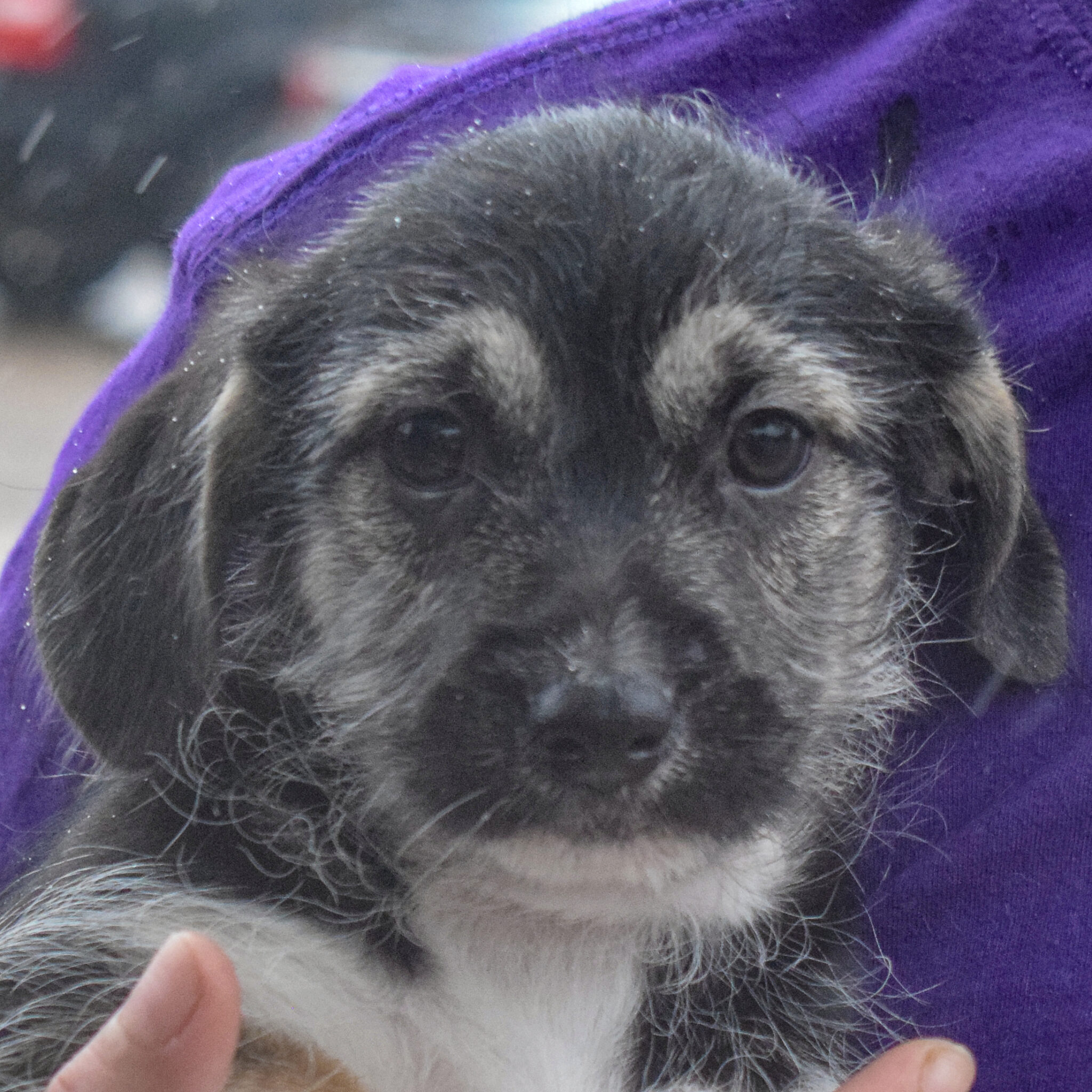 Po Boy - Animal House Shelter