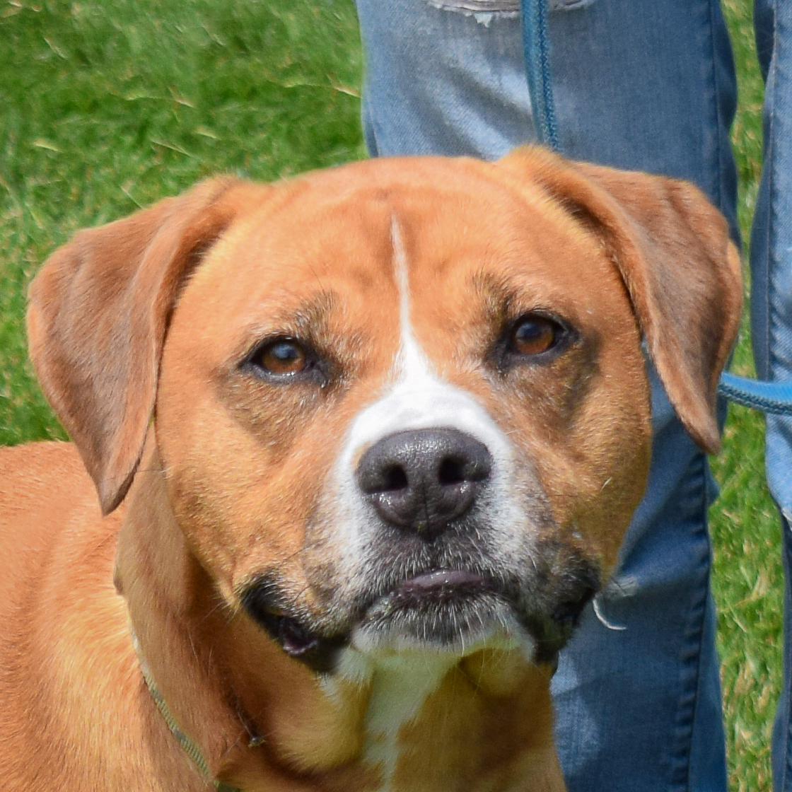 Raven - Animal House Shelter