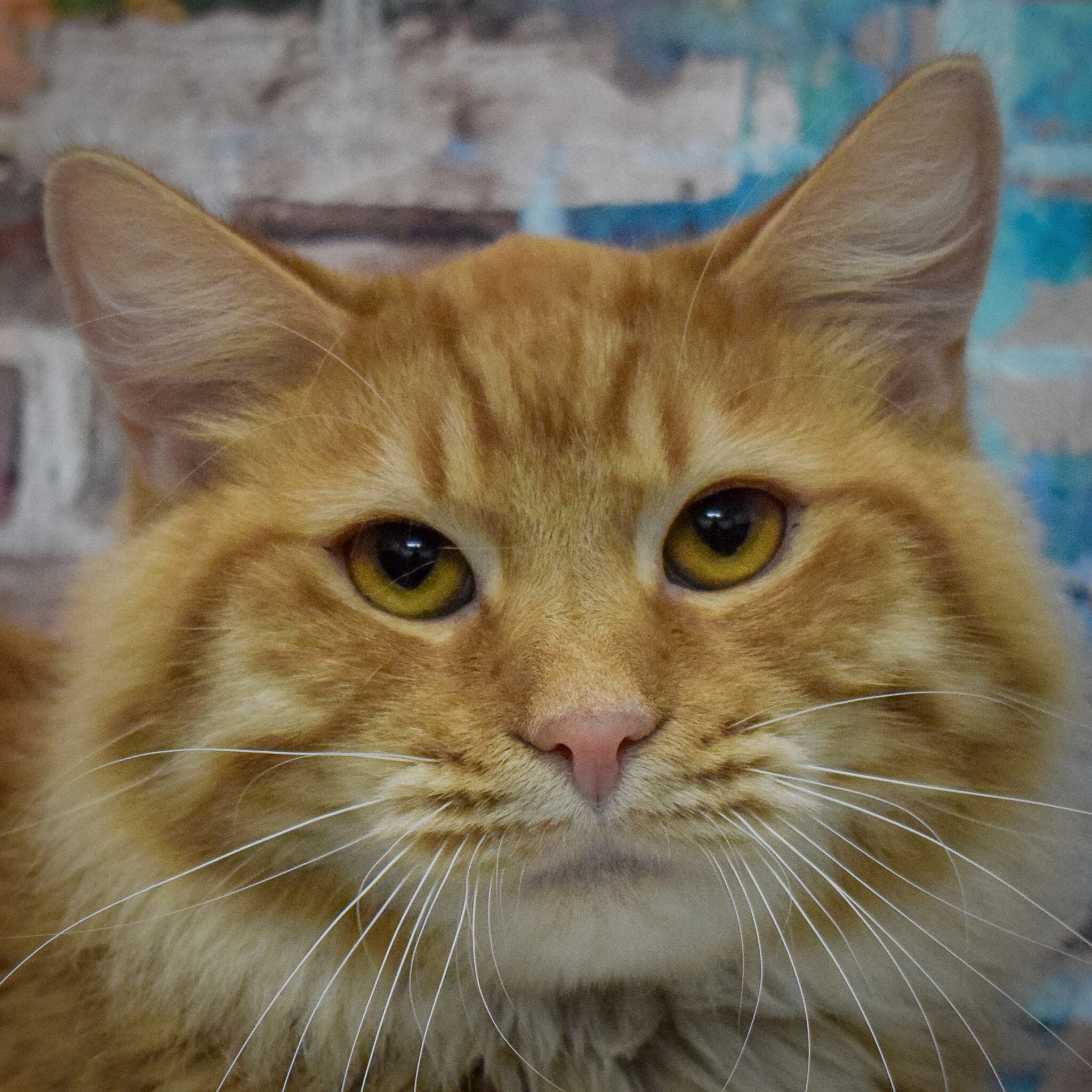 Tango - Animal House Shelter