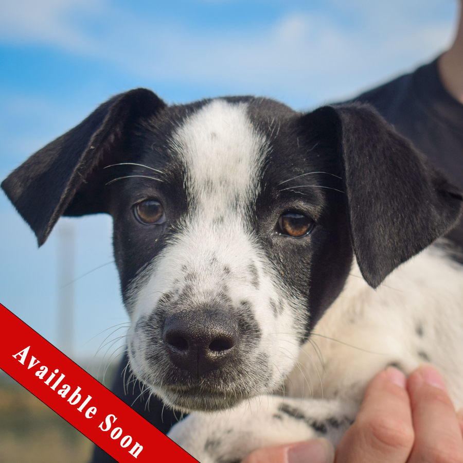 Tottie - Animal House Shelter