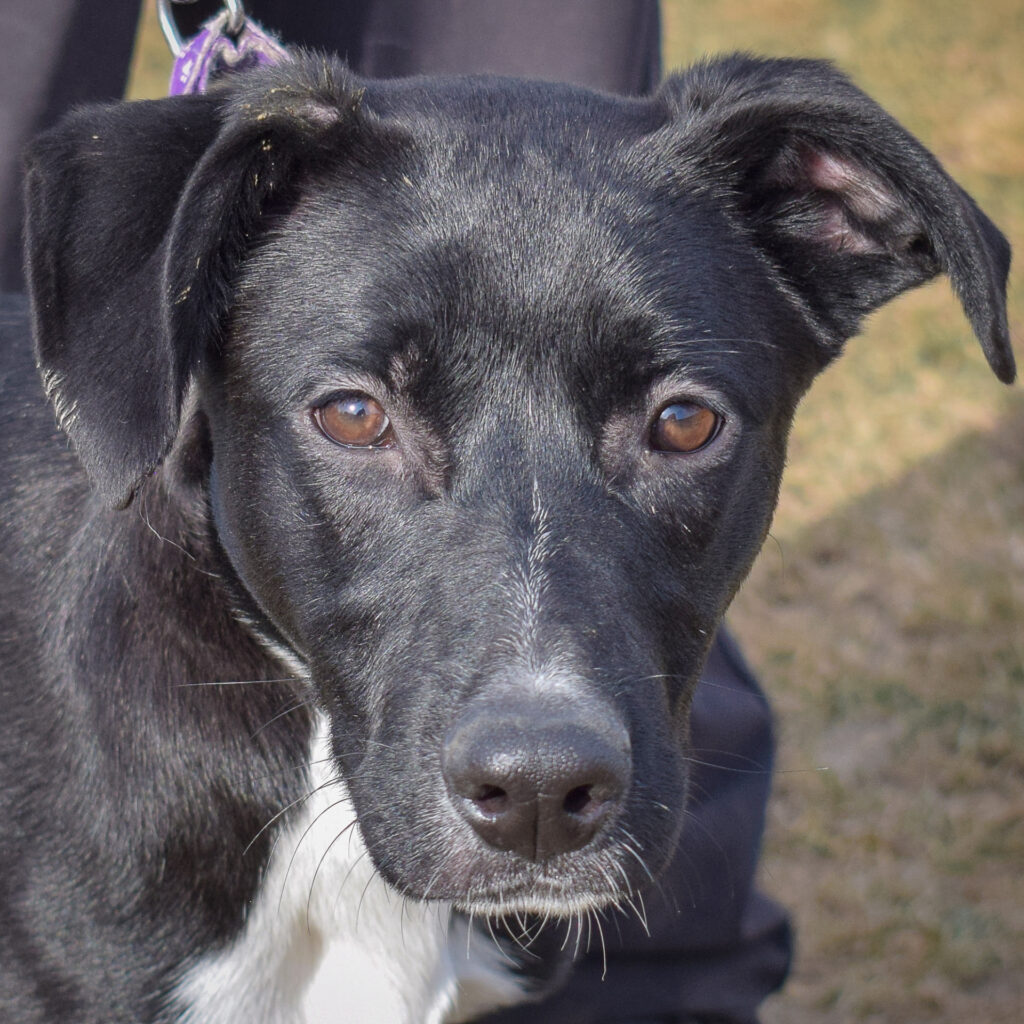 Trix - Animal House Shelter