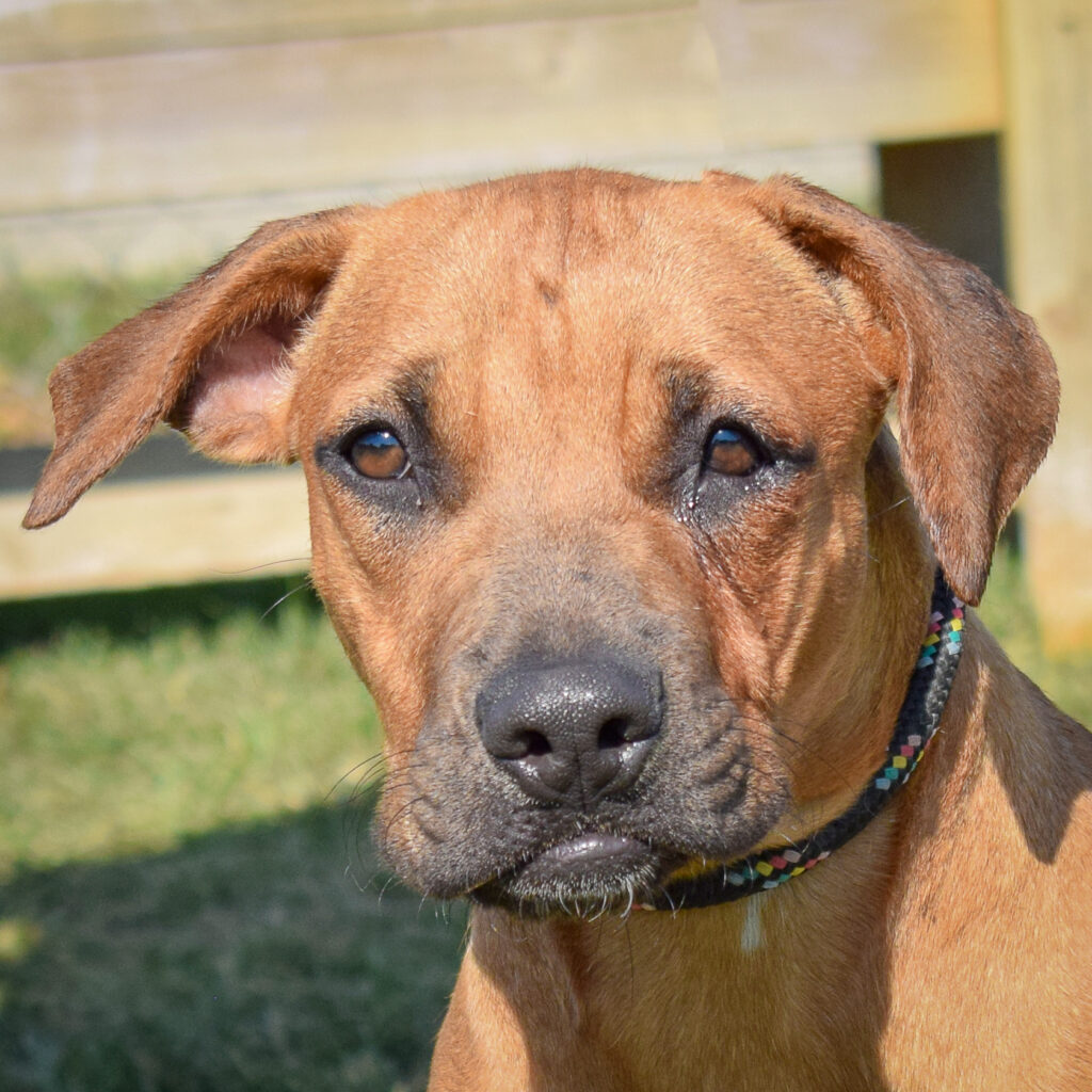 Angie - Animal House Shelter