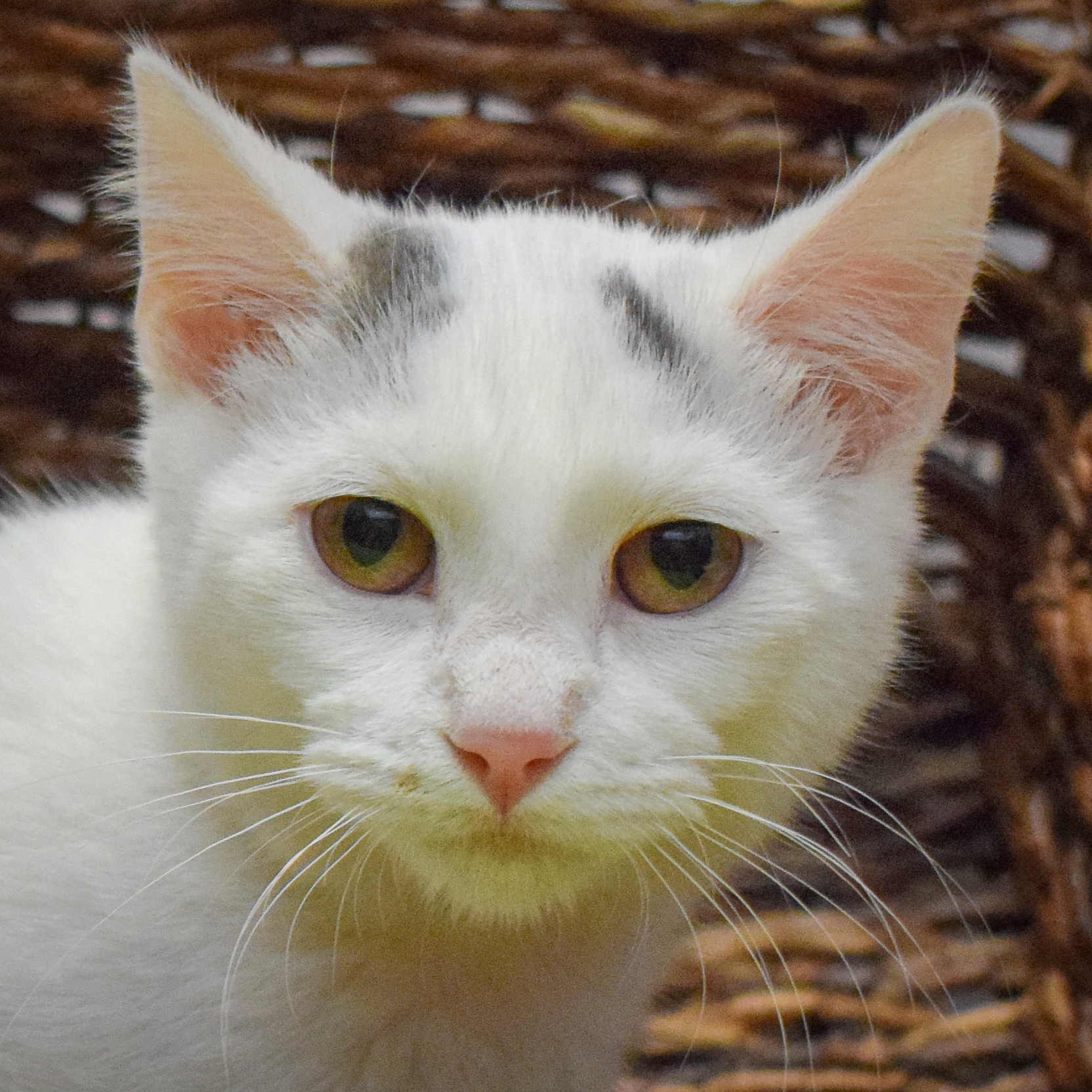 August - Animal House Shelter