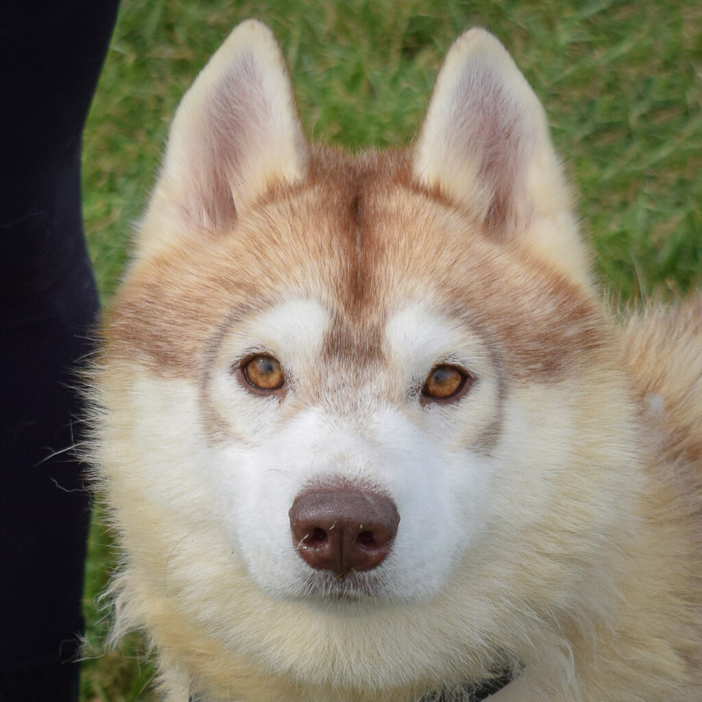 Merlot - Animal House Shelter