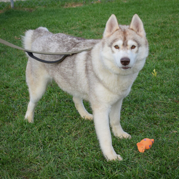 Merlot - Animal House Shelter