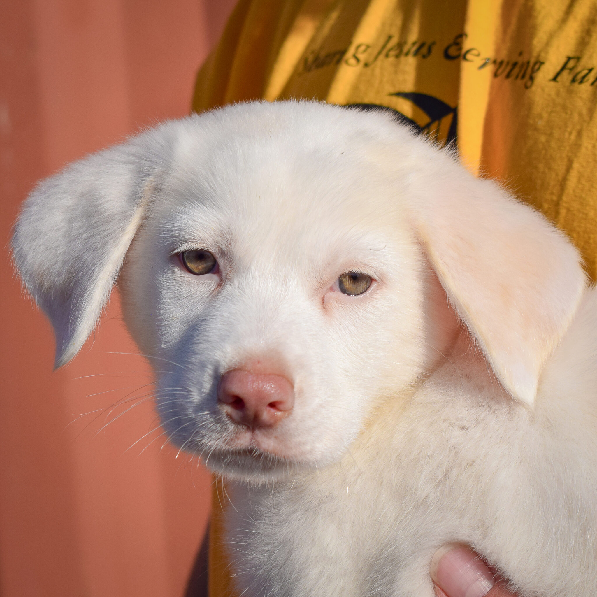 Zane - Animal House Shelter