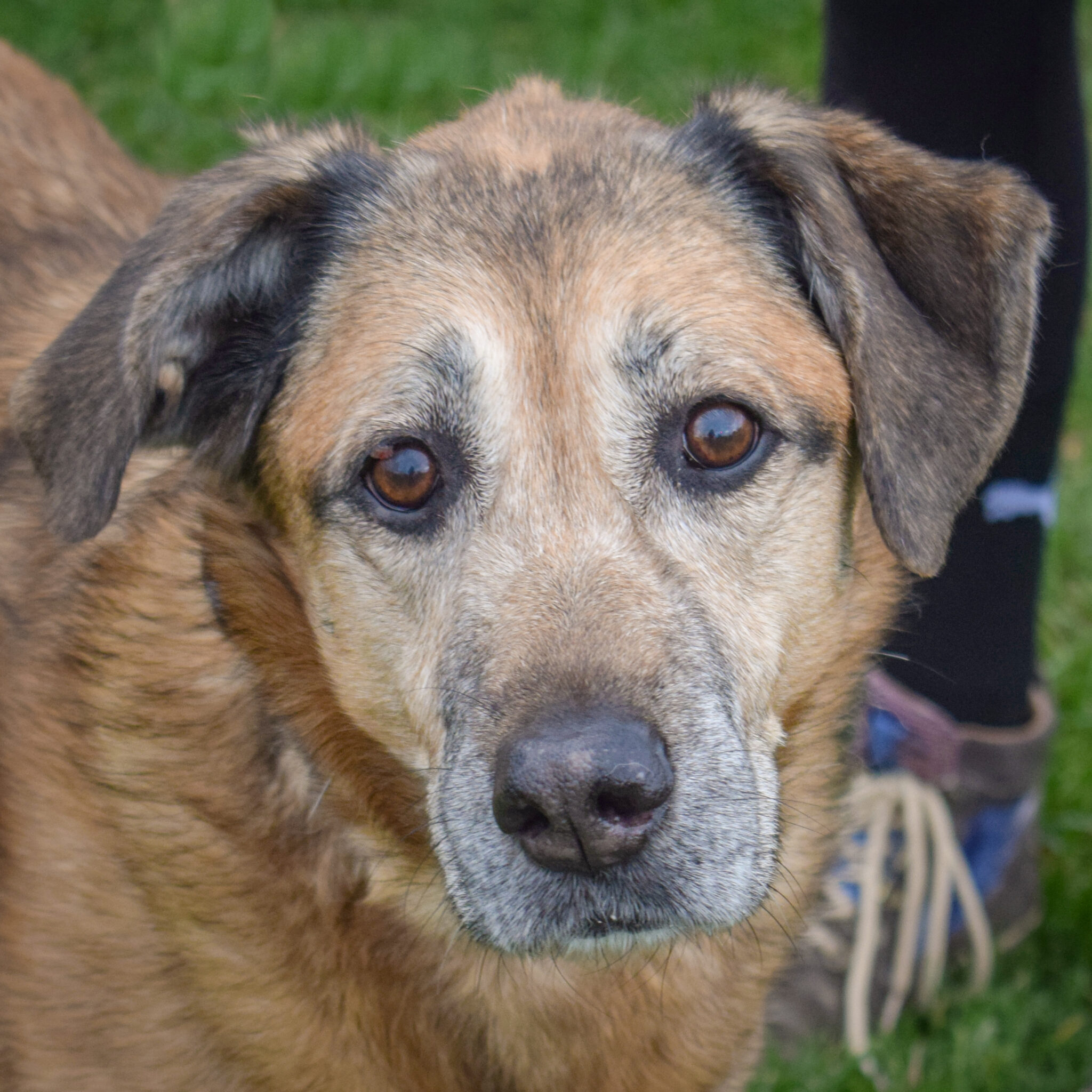 Bitzy - Animal House Shelter