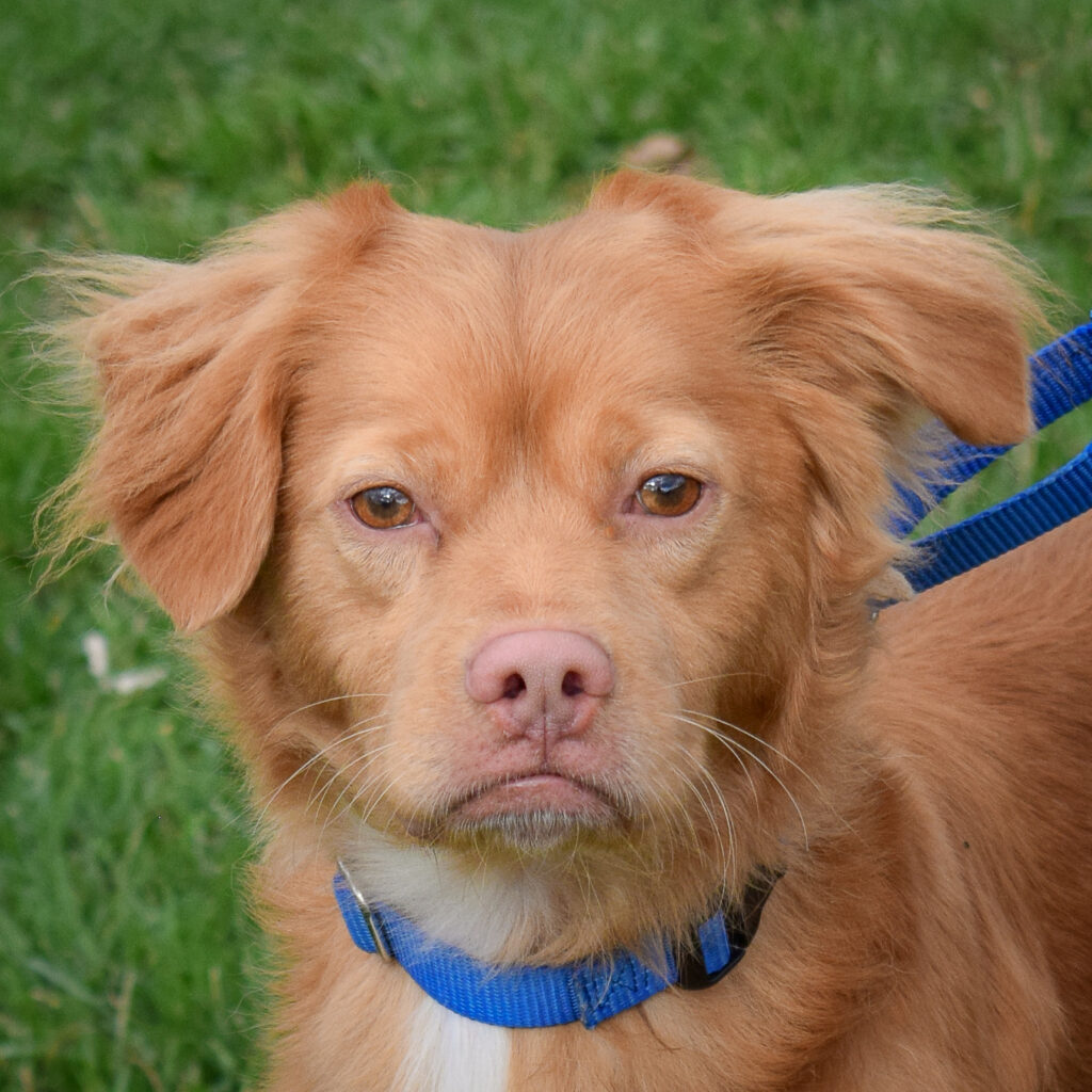 Boris - Animal House Shelter