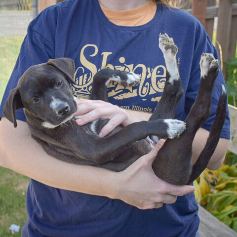 Bubba - Animal House Shelter