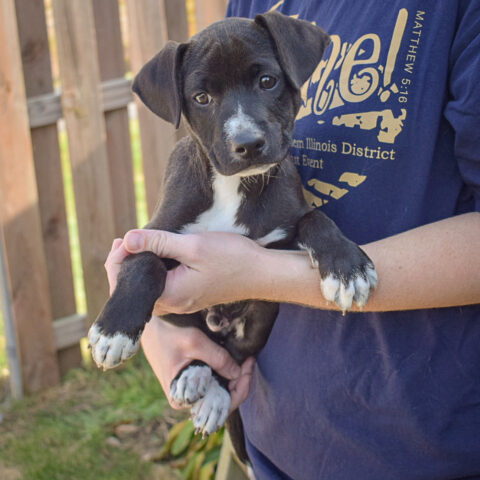 Bubba - Animal House Shelter