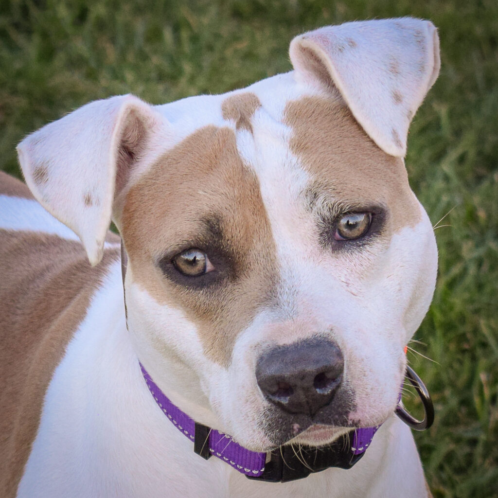 Chiquita - Animal House Shelter