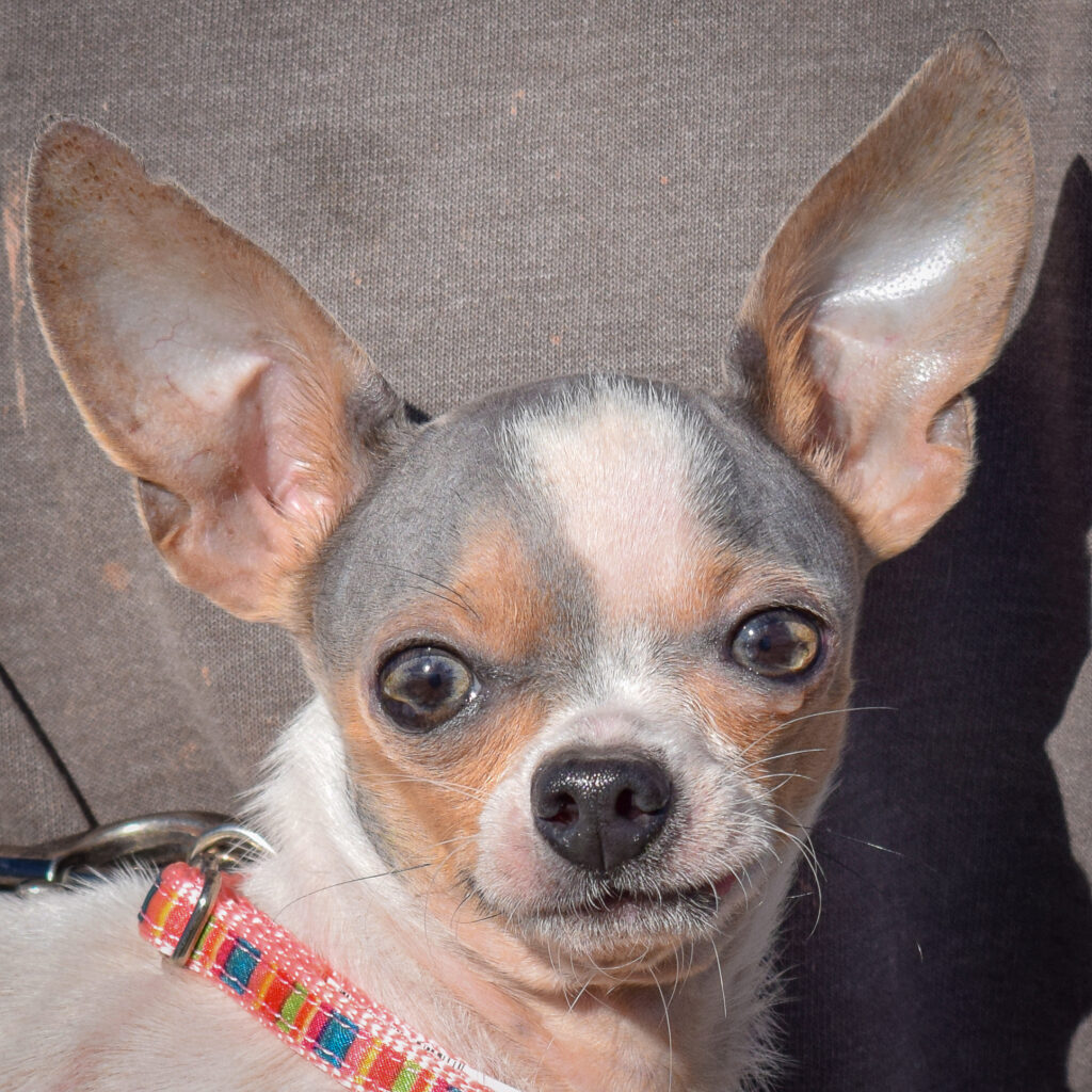 Kirby - Animal House Shelter