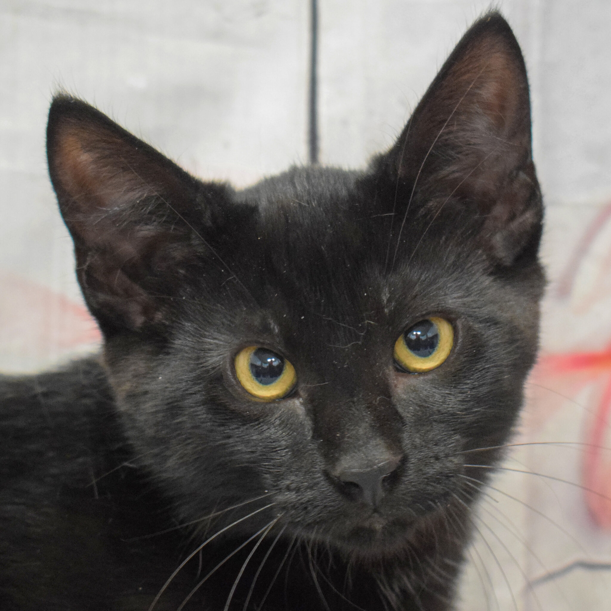 Marcus - Animal House Shelter