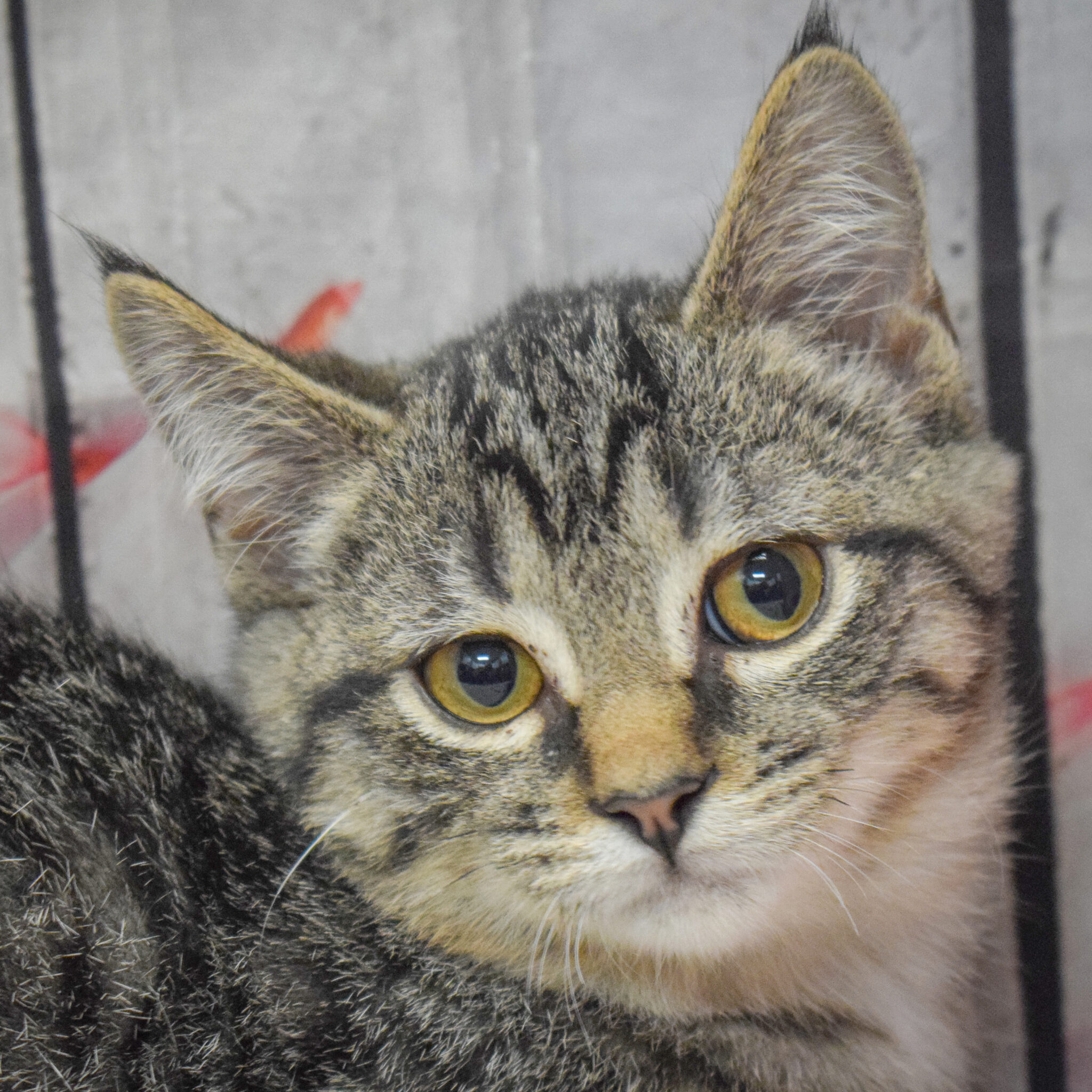 Maya - Animal House Shelter