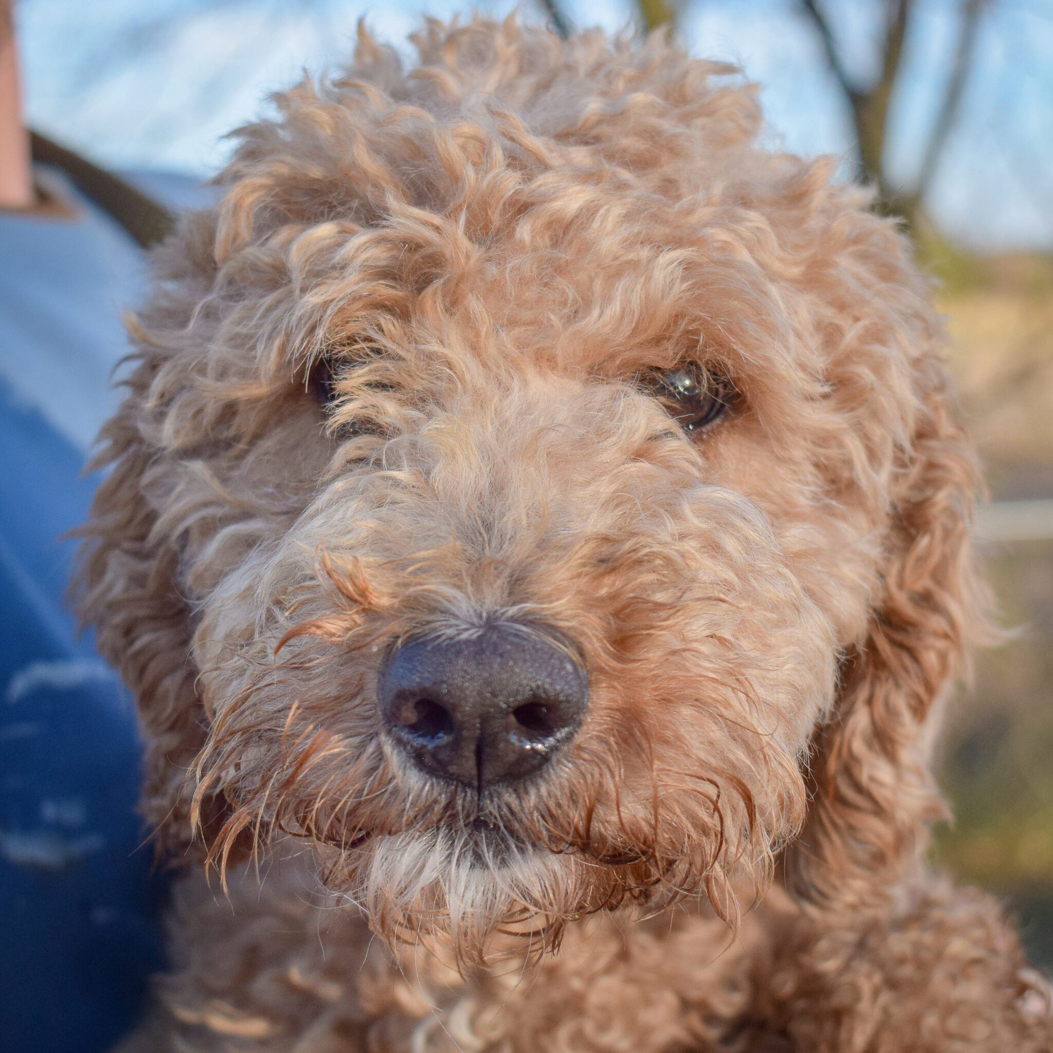 Penny - Animal House Shelter