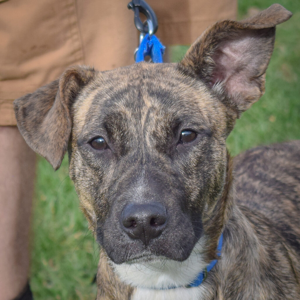 Puddles - Animal House Shelter