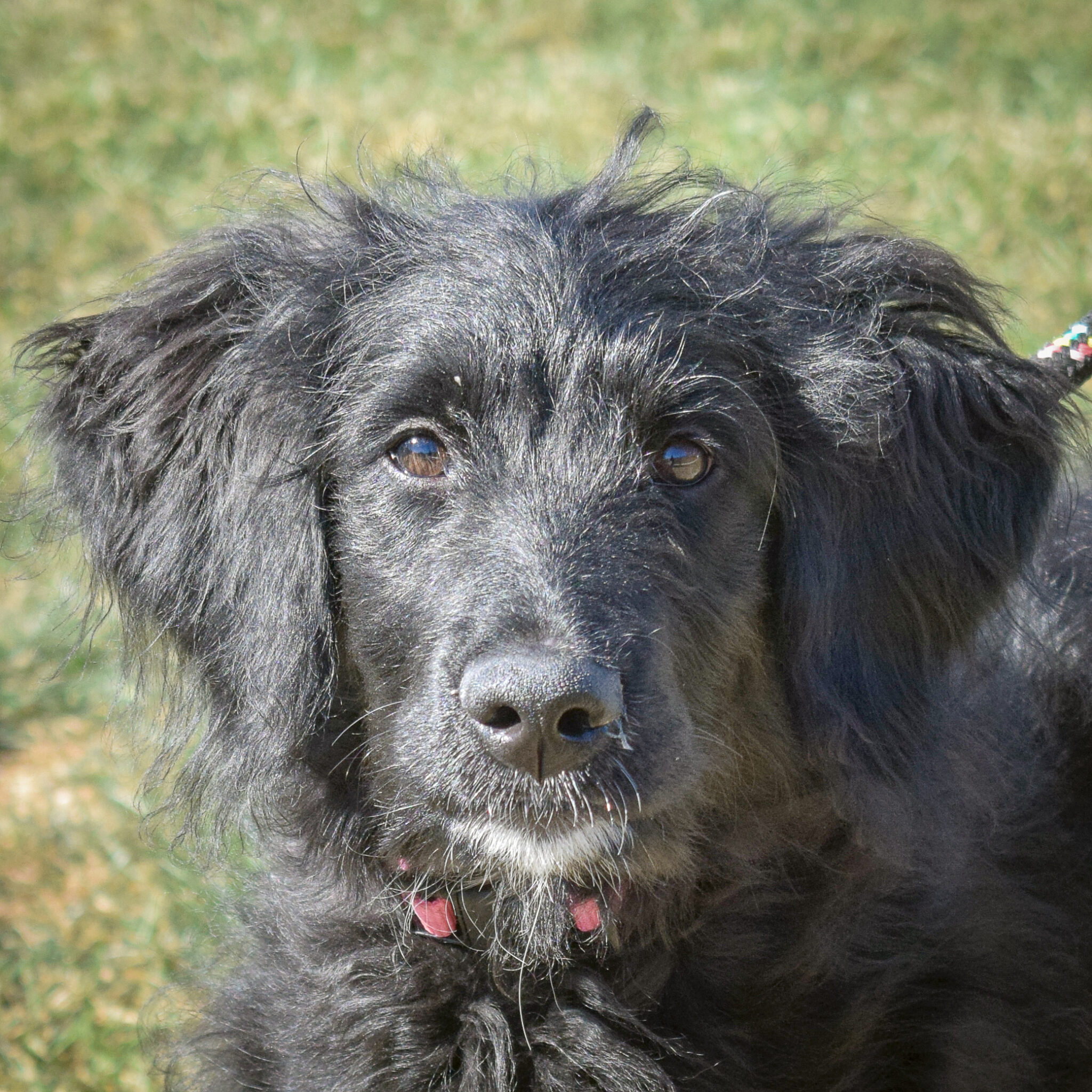 Sprout - Animal House Shelter