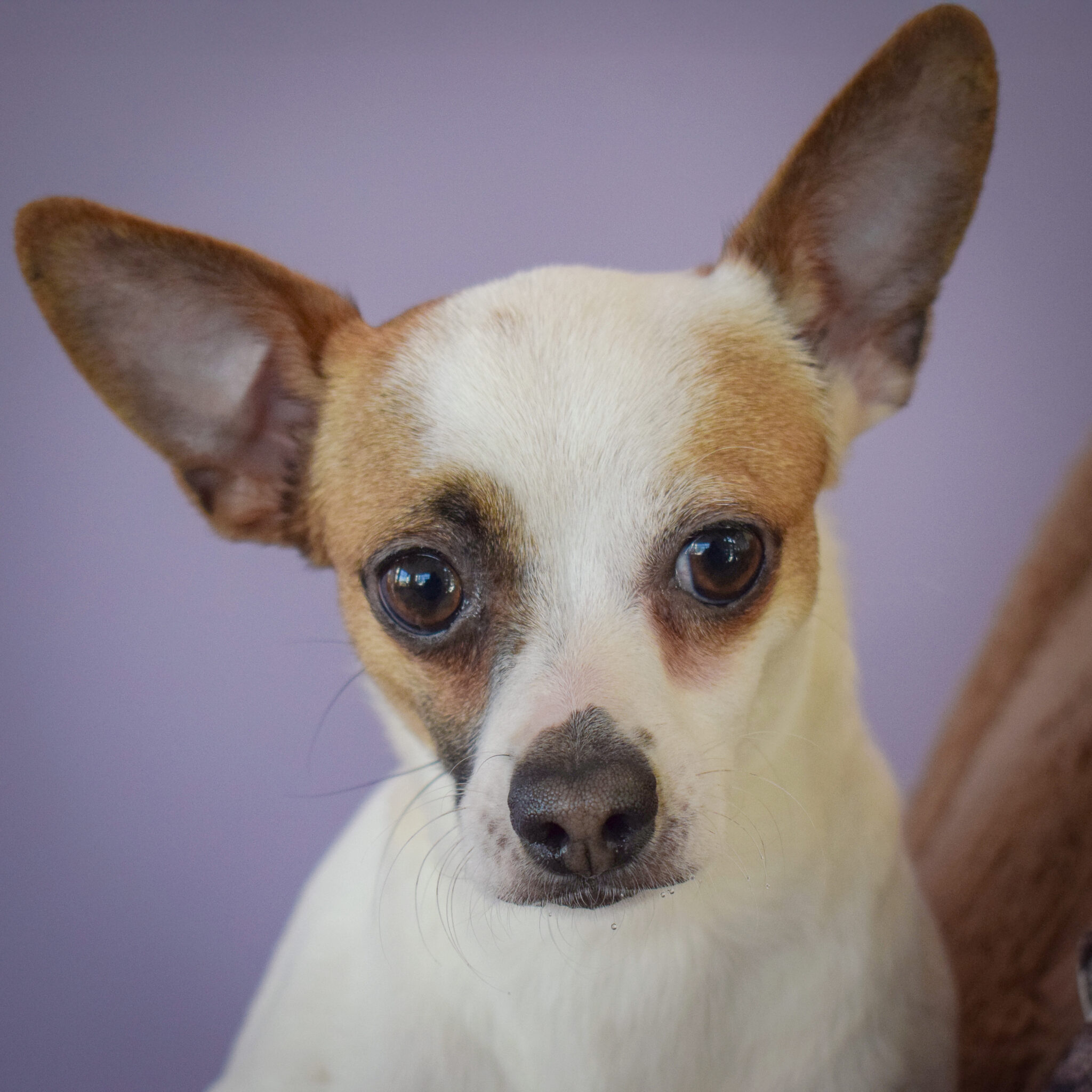 Vera - Animal House Shelter