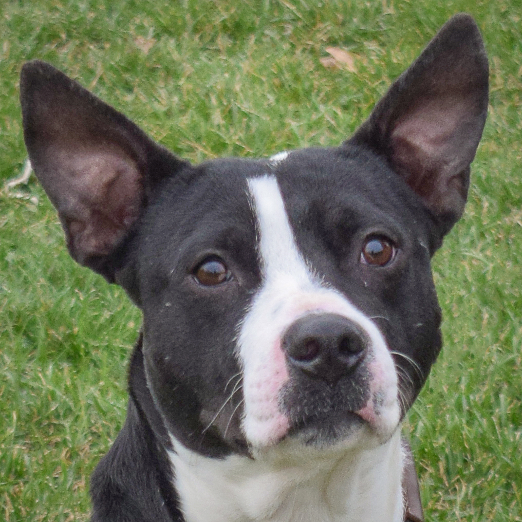 Vito - Animal House Shelter