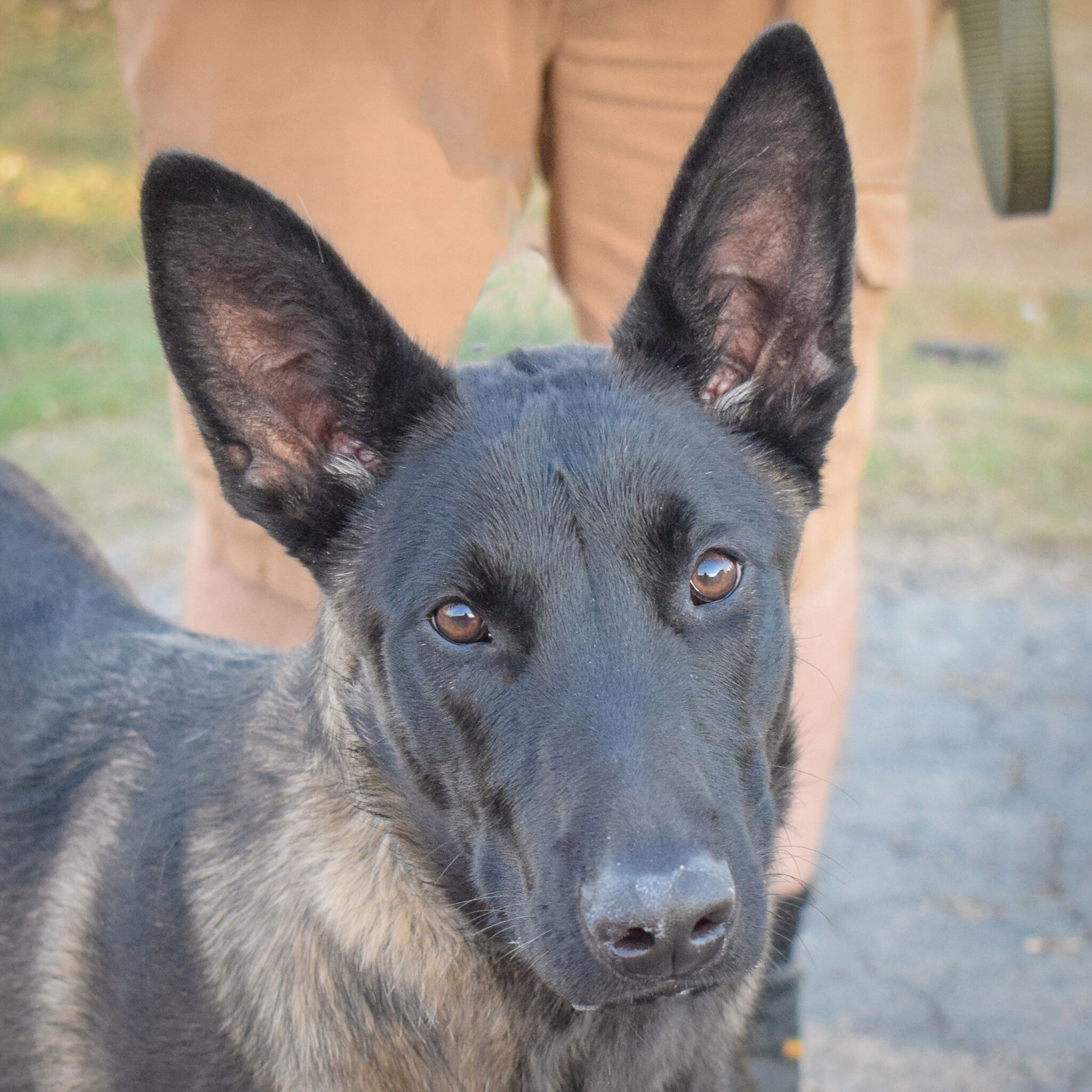 Zeus - Animal House Shelter