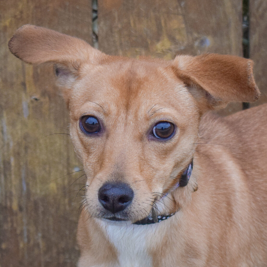Coconut - Animal House Shelter