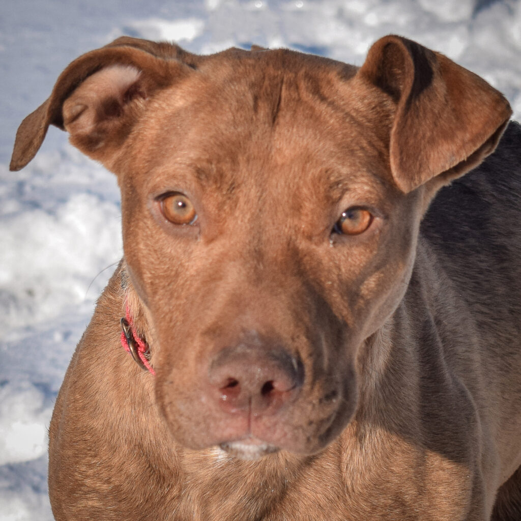 Daphne - Animal House Shelter