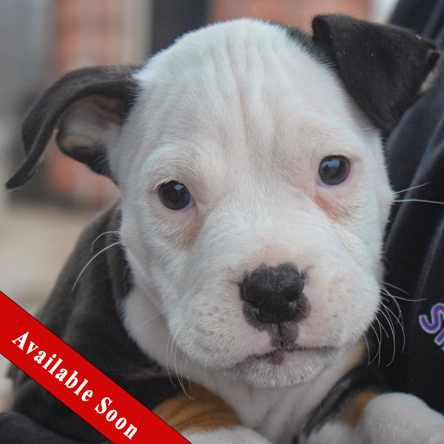 Elle - Animal House Shelter