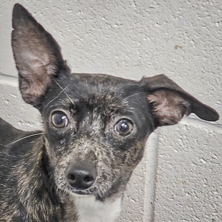 Flo - Animal House Shelter