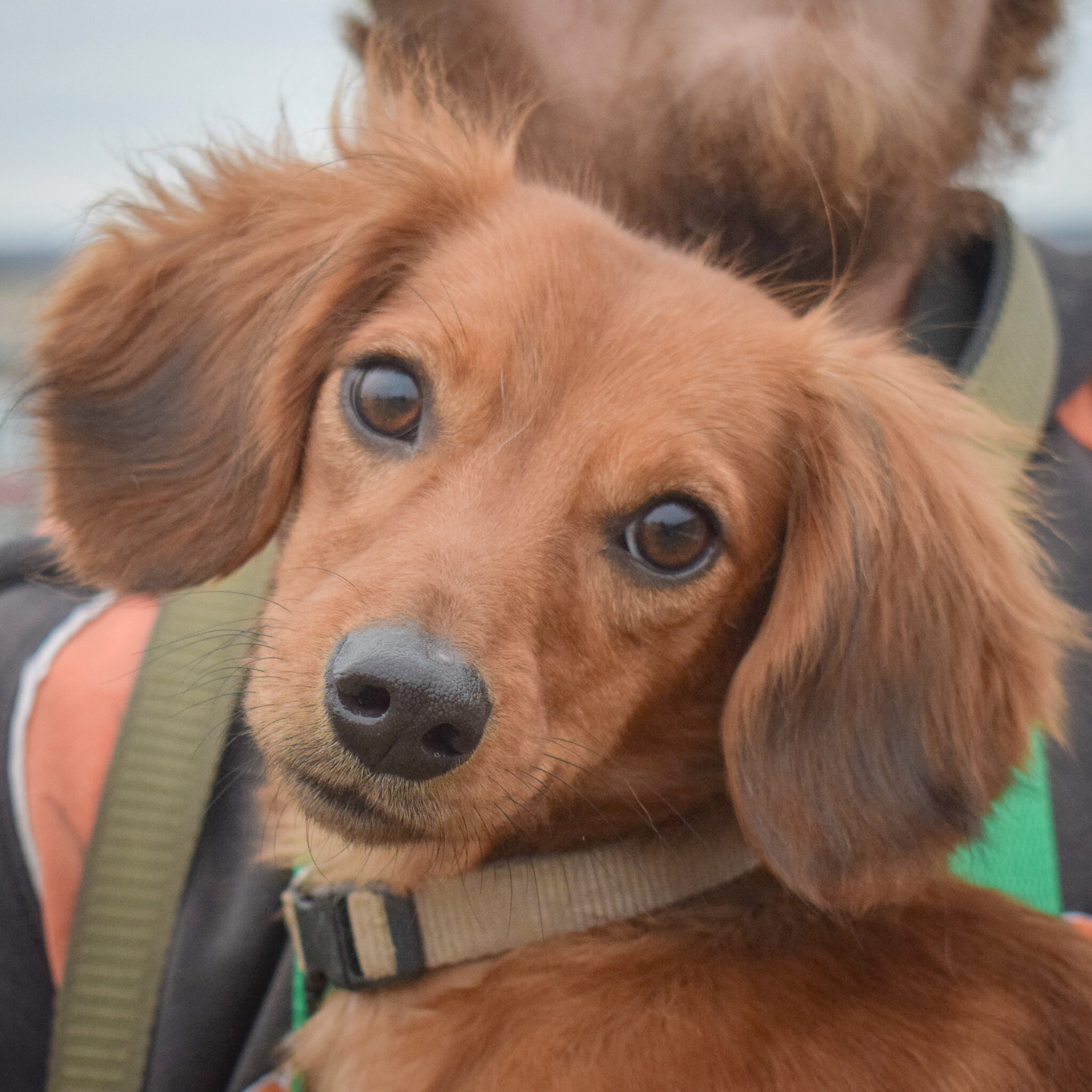 Gambit - Animal House Shelter