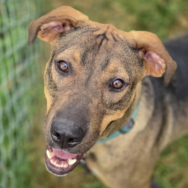 Jamie - Animal House Shelter